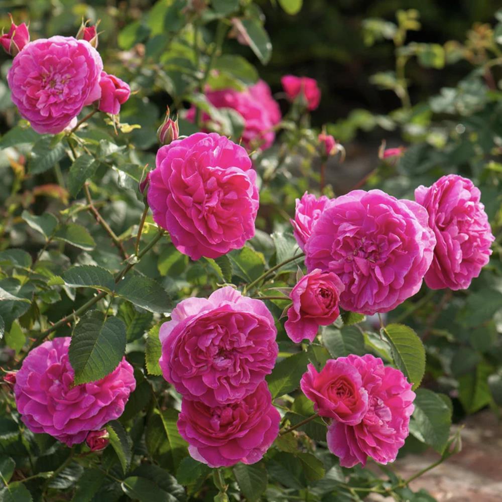 David Austin Rose - England's Rose Variety - Horto do Campo Grande