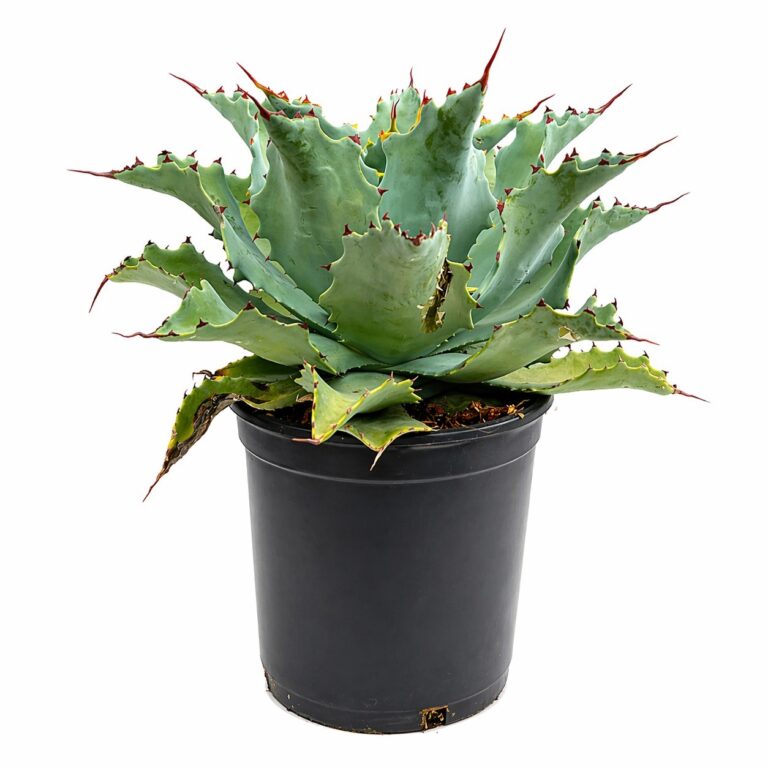 Plantas – Horto do Campo Grande